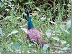 Nature Magnified: The Birds of Kerala - A Collection